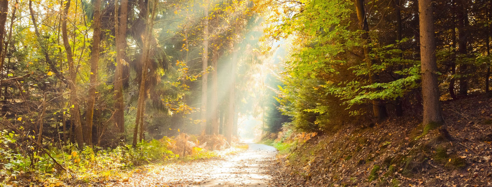 Carving The Paths To Collective Change (Channeled) - Amanda Shertzer